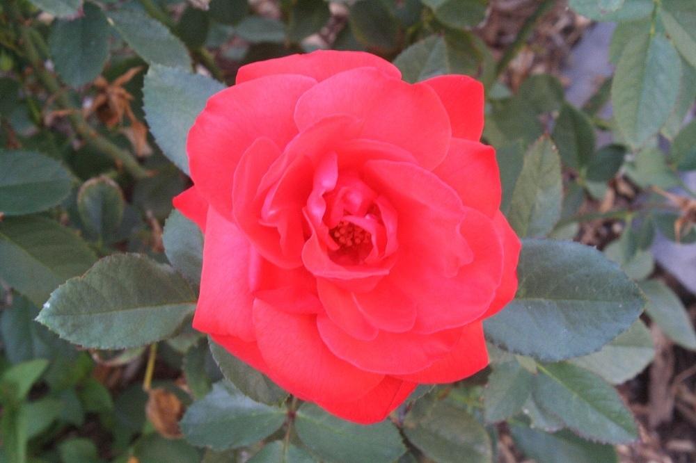 Growing Roses in Colorado - Garden.org