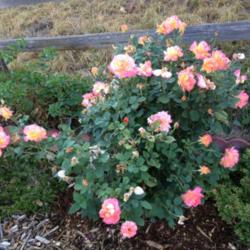 Growing Roses in Colorado - Garden.org