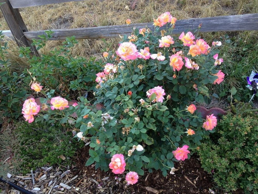 Growing Roses in Colorado - Garden.org