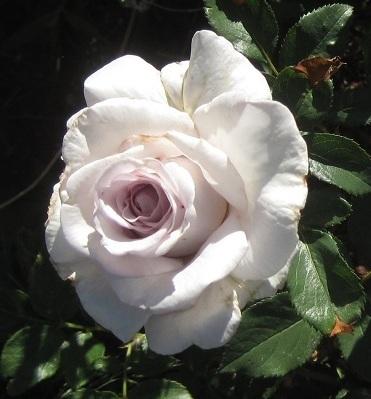 Growing Roses in Colorado - Garden.org