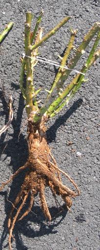 Growing Roses in Colorado - Garden.org