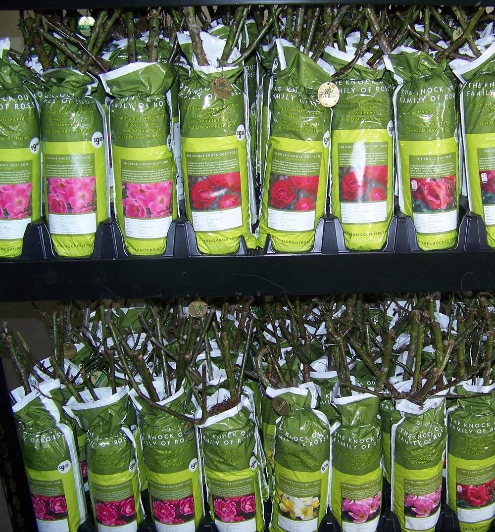 Growing Roses in Colorado - Garden.org