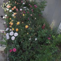 Growing Roses in Colorado - Garden.org
