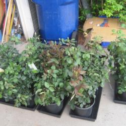 Growing Roses in Colorado - Garden.org