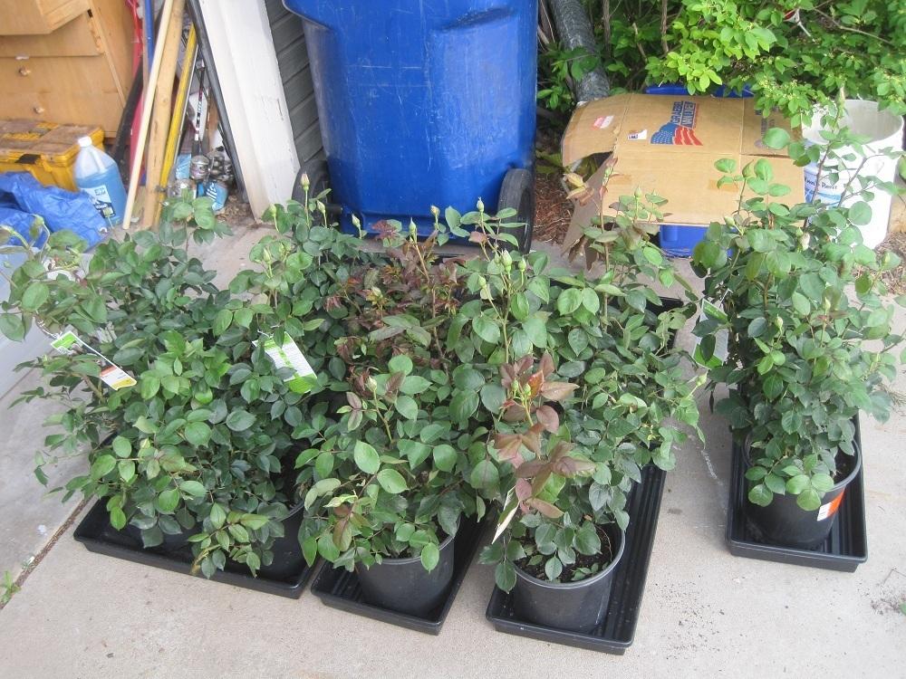 Growing Roses in Colorado - Garden.org