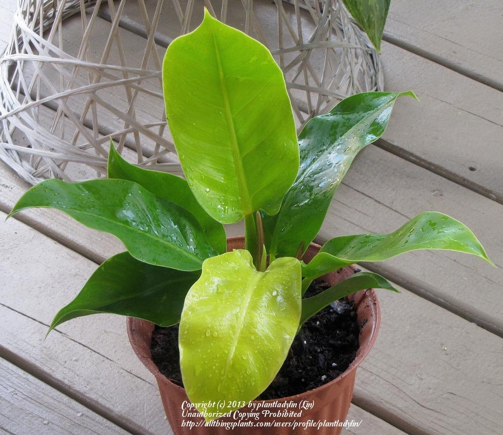 Philodendrons: Plant Care and Collection of Varieties - Garden.org