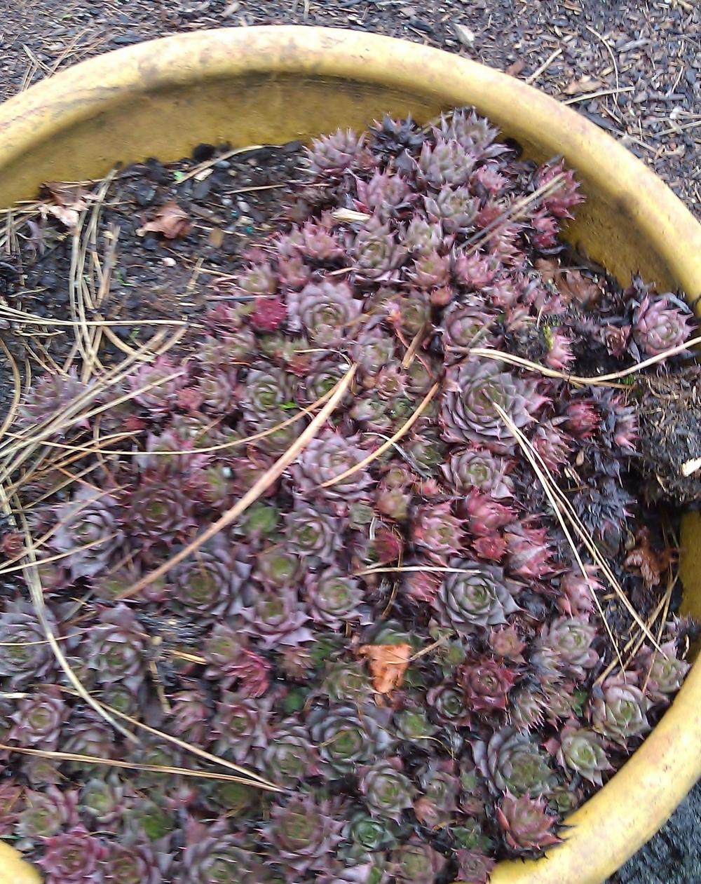 Viewing post #350988 by gg5 - Garden.org