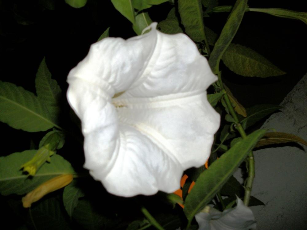 Variegated Angel Trumpet (Brugmansia 'Sunset') in the Angel's Trumpets ...