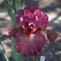 Photo of the bloom of Tall Bearded Iris (Iris 'Code Red') posted by ...