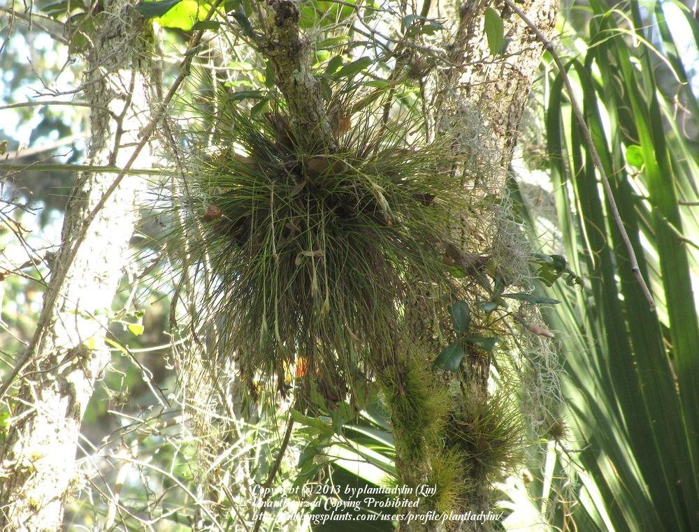 Photo of the entire plant of Southern needleleaf (Tillandsia setacea ...