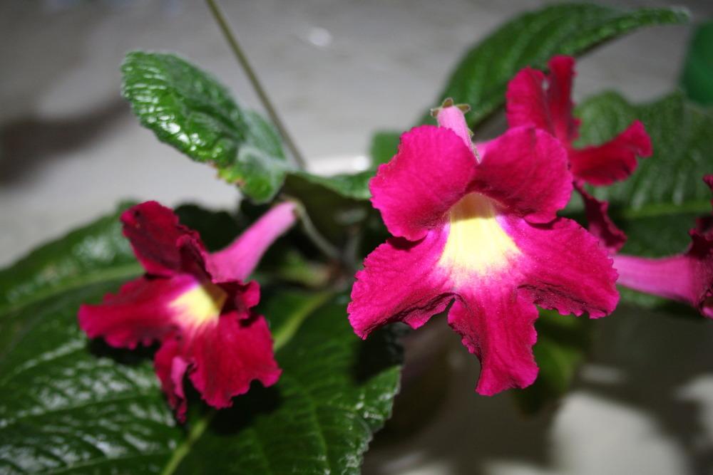Cape Primrose (Streptocarpus 'Tropical Sunrise') in the Cape Primroses ...