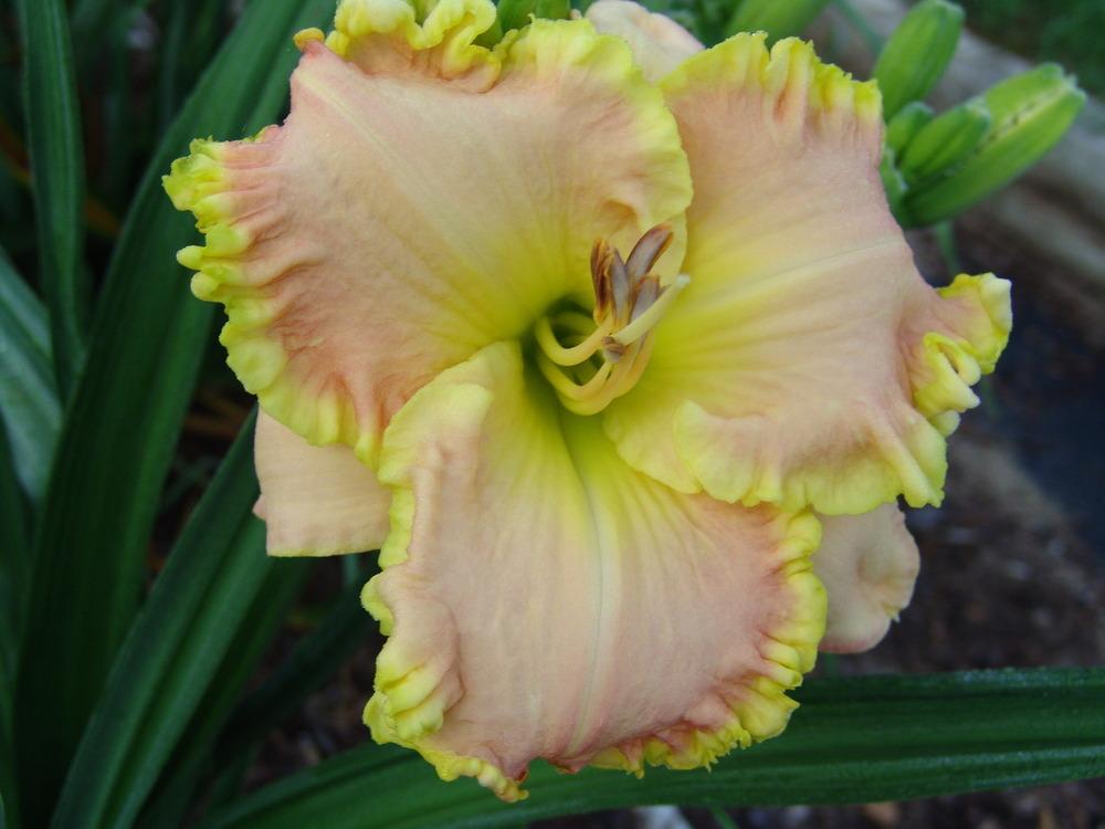 Daylily (Hemerocallis 'Feather Trader') in the Daylilies Database - Garden.org