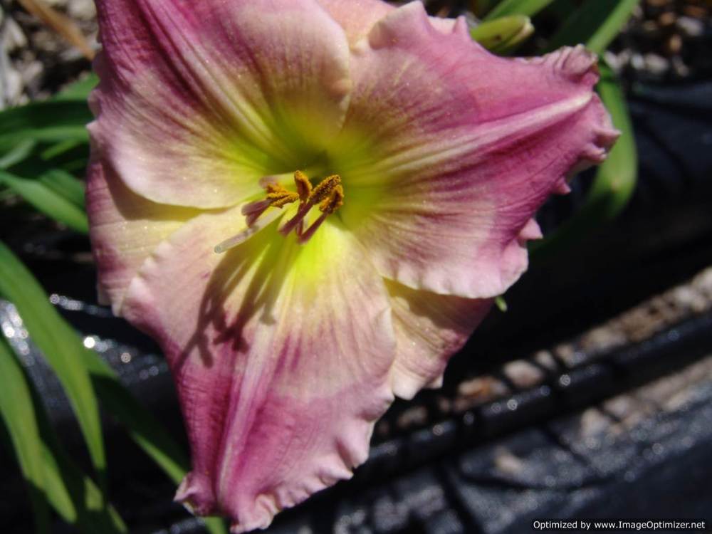 Photo of the bloom of Daylily (Hemerocallis 'Mixed Berry Jam') posted ...