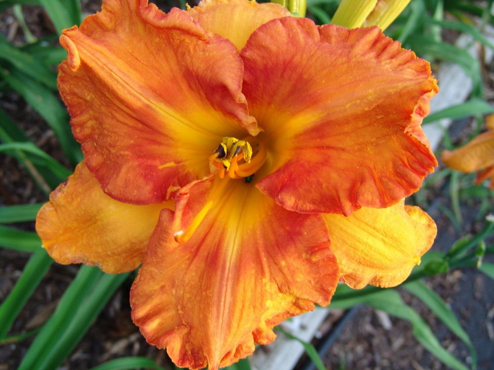 Photo of the bloom of Daylily (Hemerocallis 'Orange Dynamite') posted ...