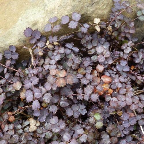 Purple Goose Leaf (Acaena inermis 'Purpurea') - Garden.org