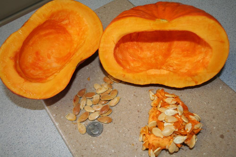 Winter Squash (Cucurbita maxima 'Sunshine') in the Gourds, Squashes and ...