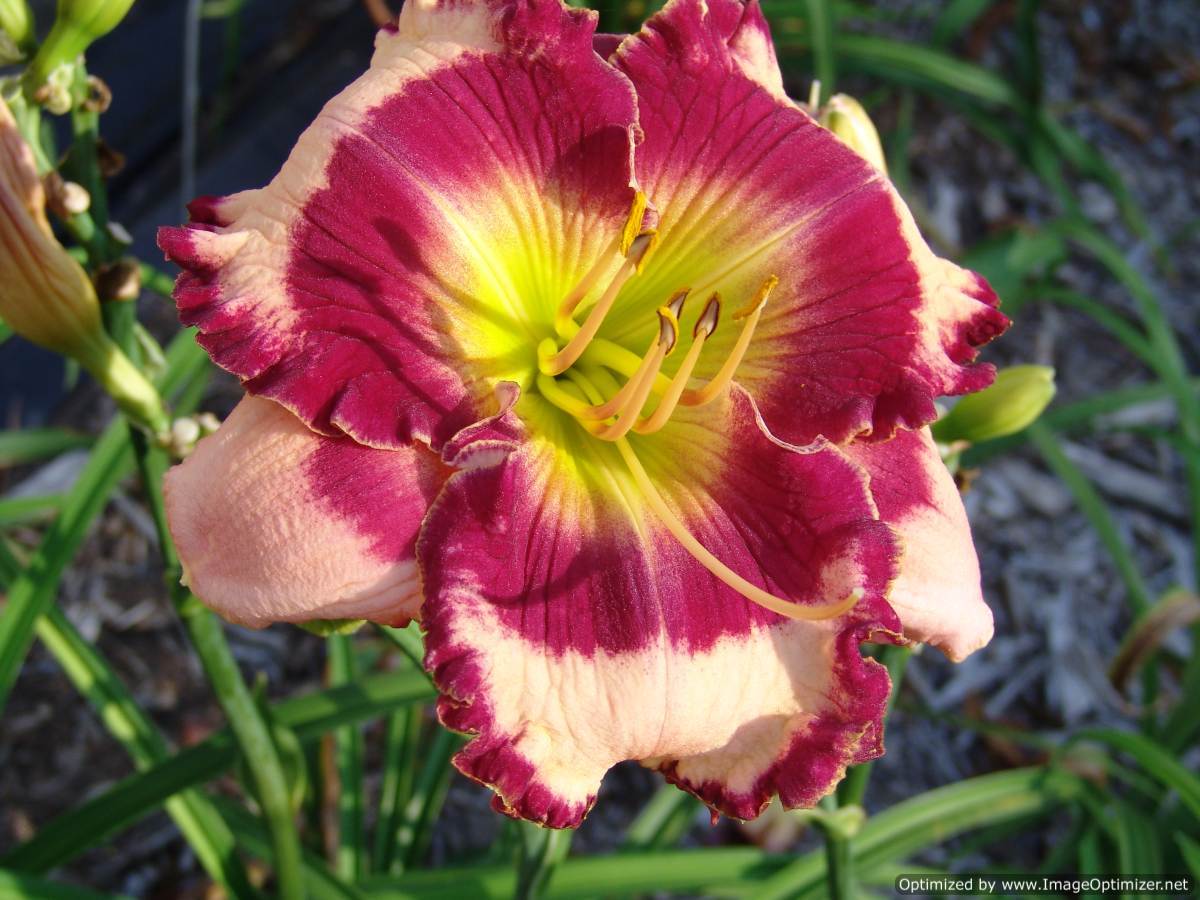 Photo of the bloom of Daylily (Hemerocallis 'Raspberry Mountain ...