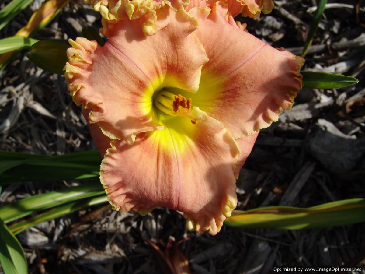 Daylily (Hemerocallis 'Walking Tall') in the Daylilies Database ...