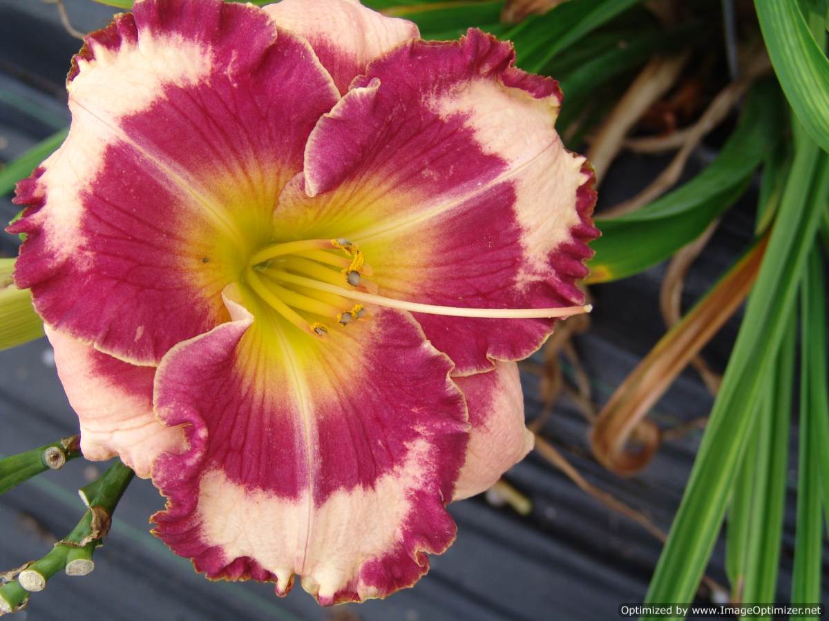 Photo of the bloom of Daylily (Hemerocallis 'Raspberries and Ice Cream ...