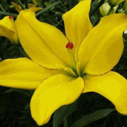 Lily (Lilium 'Yellow Cocotte') in the Lilies Database - Garden.org
