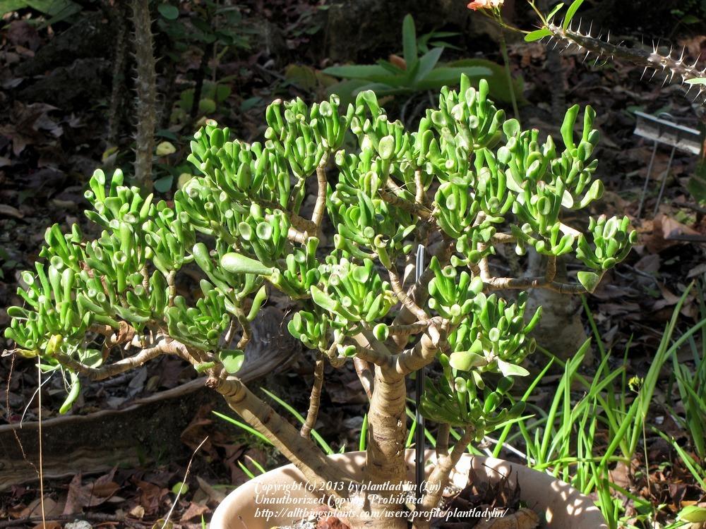 Photo of the entire plant of Finger Jade (Crassula ovata 'Gollum ...