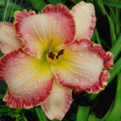 Daylily (Hemerocallis 'Raspberry Frost') in the Daylilies Database ...