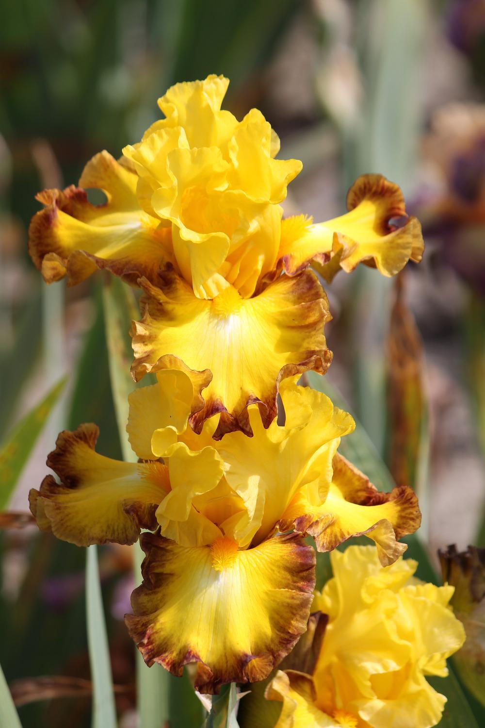 Joe Ghio's 2013's in the Irises forum - Garden.org