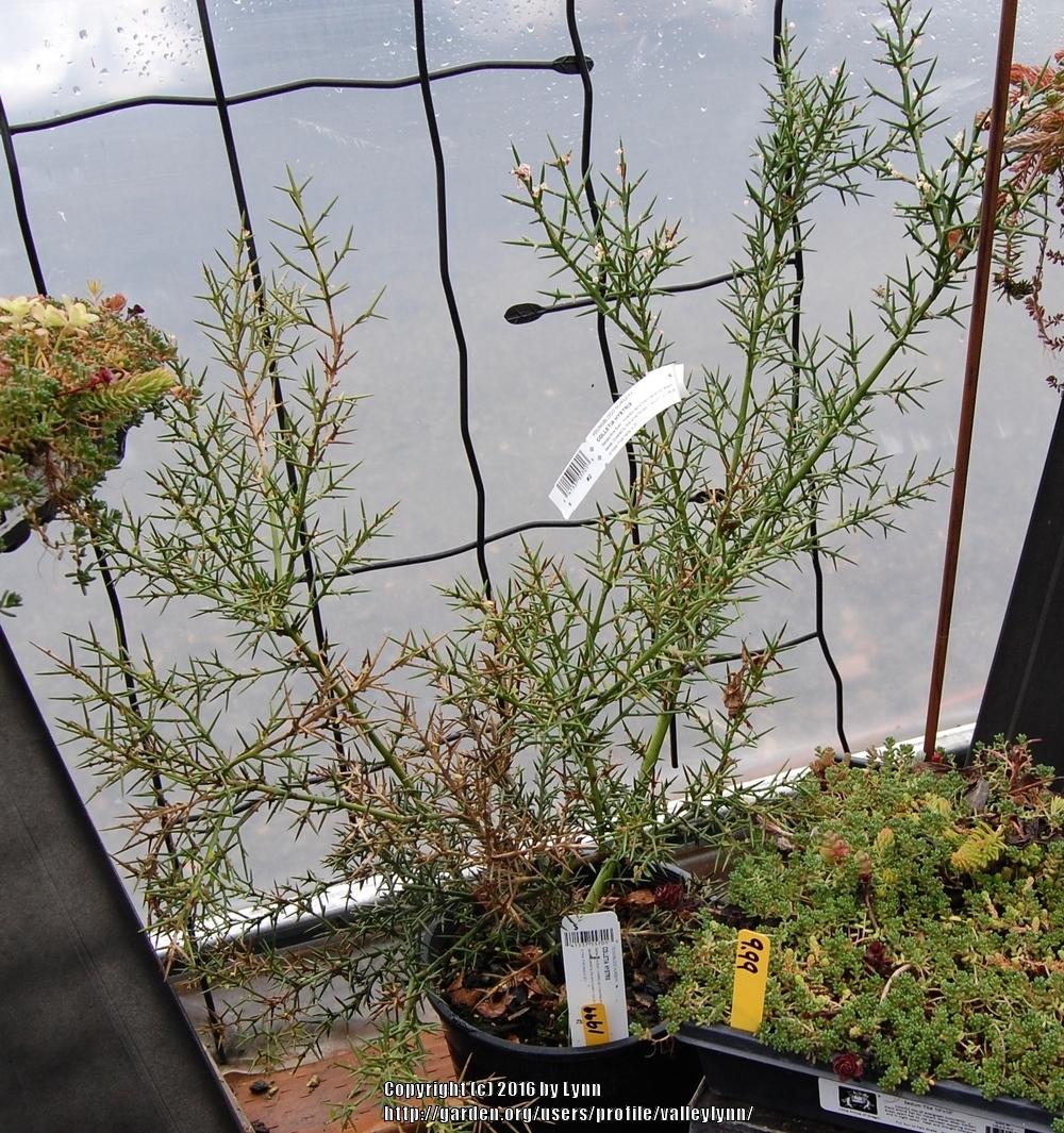Colletia hystrix - Garden.org