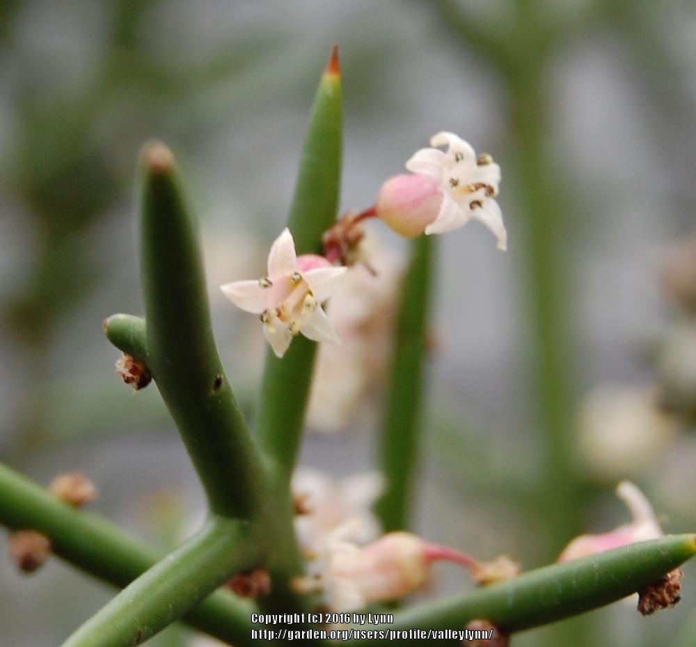 Photo of the bloom of Colletia hystrix posted by valleylynn - Garden.org