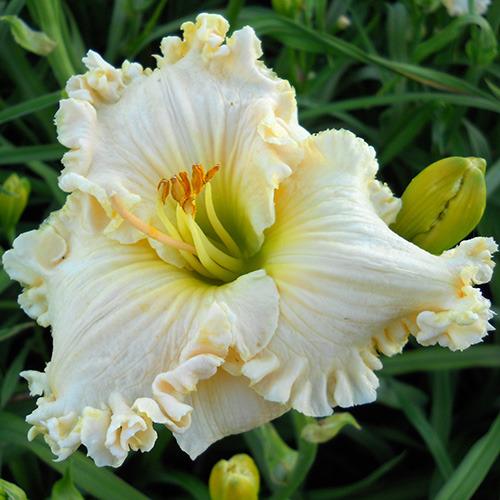 Daylily (Hemerocallis 'Ivory Lace') in the Daylilies Database - Garden.org