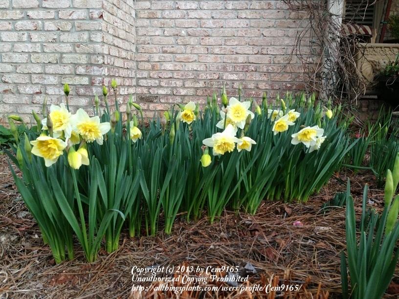 Photo of the entire plant of Double Daffodil (Narcissus 'Ice King ...
