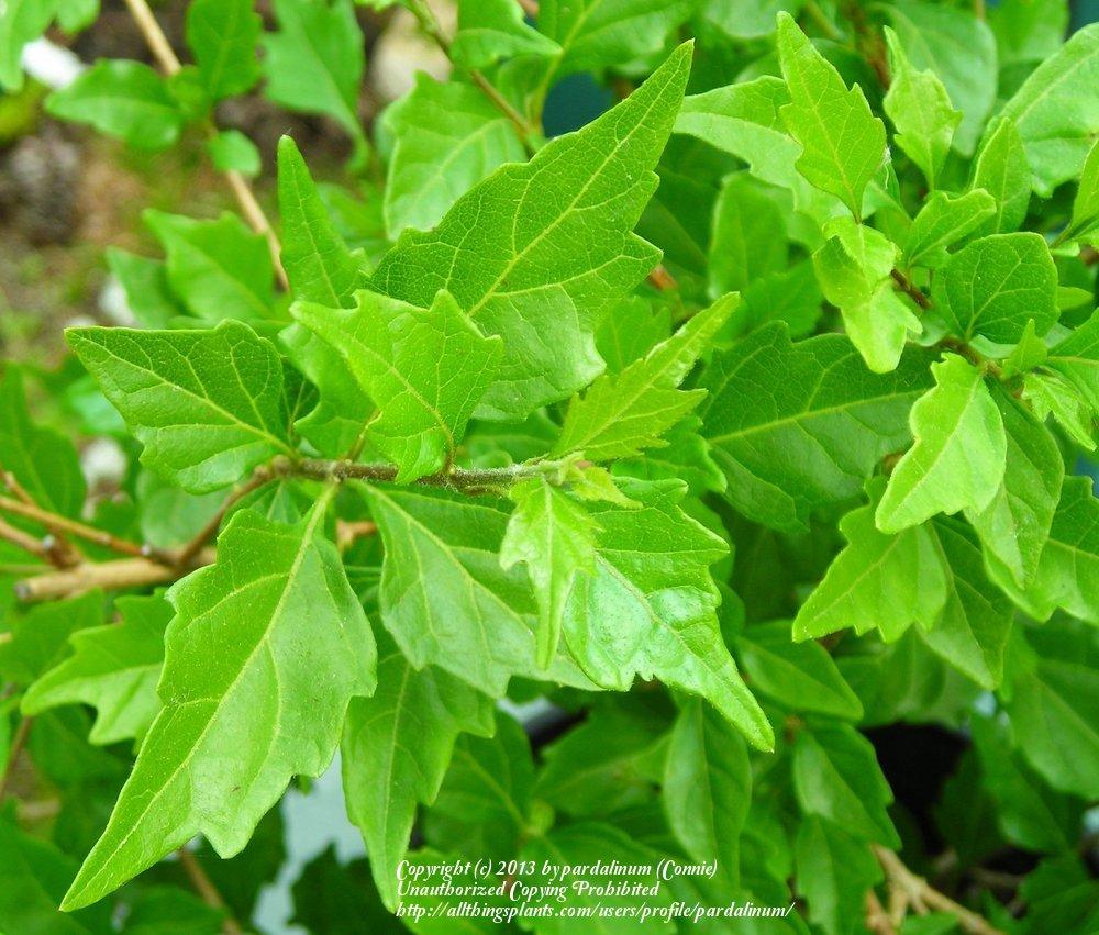 Photo of the leaves of Musk Maple (Premna microphylla) posted by ...
