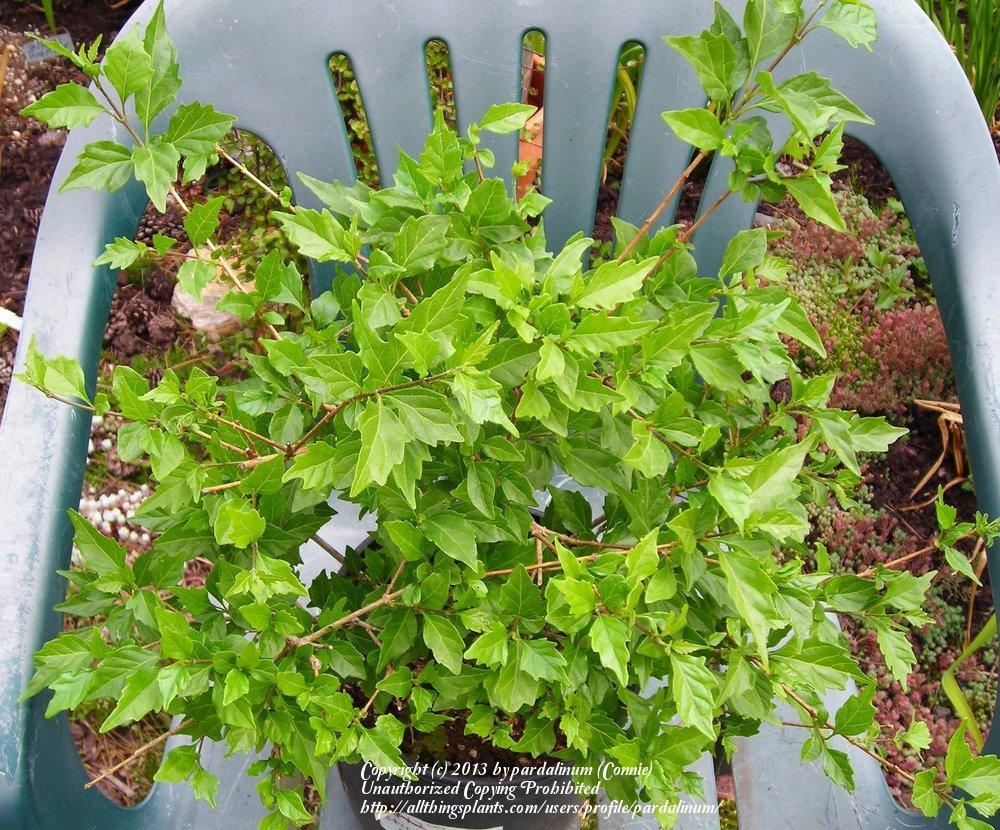 Photo of the entire plant of Musk Maple (Premna microphylla) posted by ...