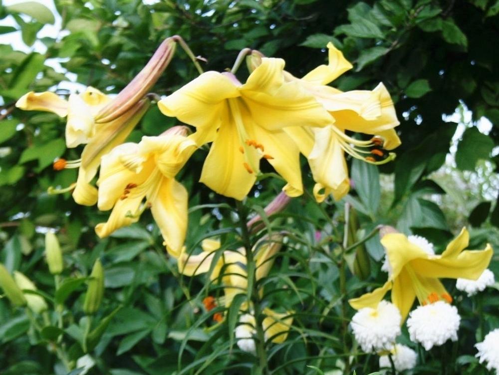 Photo of the entire plant of Lily (Lilium Golden Splendor) posted by ...