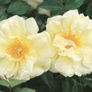 Rose (Rosa 'Gardenia') in the Roses Database - Garden.org