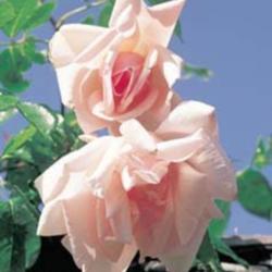 Rose (Rosa 'Belle Portugaise') in the Roses Database - Garden.org