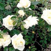 Photo of the bloom of Rambling Rose (Rosa 'Alberic Barbier') posted by ...