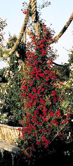 Photo of the entire plant of Rose (Rosa 'Red Cascade') posted by Calif ...