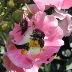 Common Rose Pests - Garden.org