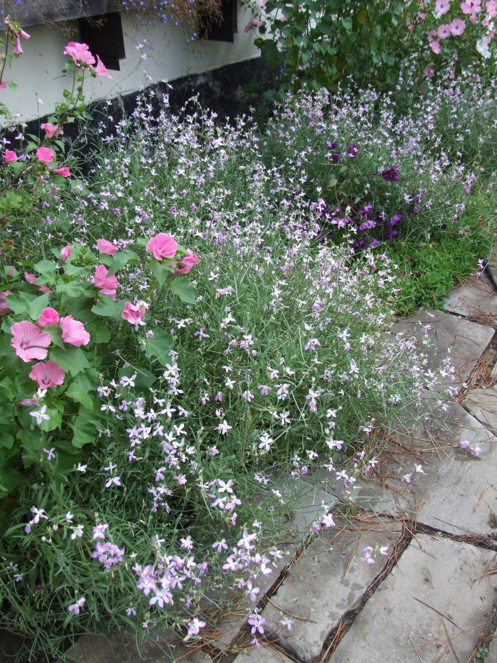 Photo of the entire plant of Night Scented Stock (Matthiola longipetala ...