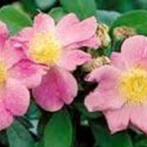 Rose (Rosa 'Basye's Blueberry') in the Roses Database - Garden.org