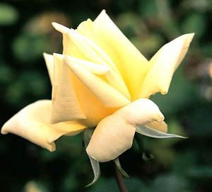 Rose (Rosa 'Amazone') in the Roses Database - Garden.org