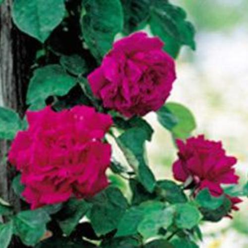 Rose (Rosa 'Ards Rover') in the Roses Database - Garden.org