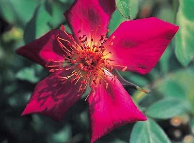 Rose (Rosa 'J.J. Audubon') in the Roses Database - Garden.org