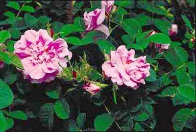 Photo of the bloom of Reblooming Damask Rose (Rosa 'Autumn Damask ...