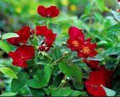 Photo of the bloom of Rose (Rosa 'Bailey Red') posted by Calif_Sue ...