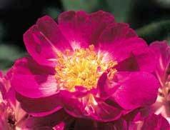 Rose (Rosa 'Baby Faurax') in the Roses Database - Garden.org