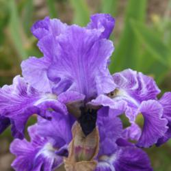 Tall Bearded Iris (Iris 'Psychic') in the Irises Database - Garden.org
