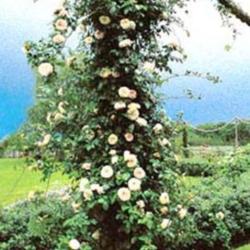 Rose (Rosa 'Clotilde Soupert, Cl.') in the Roses Database - Garden.org