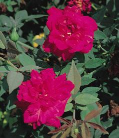 Rose (Rosa 'Enchantress') in the Roses Database - Garden.org